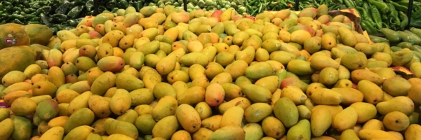 Ball's Calle 18 - Sun Fresh